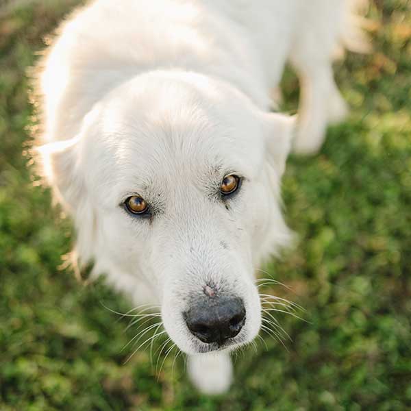 Hobbled Dog Cidery - Logan, Utah